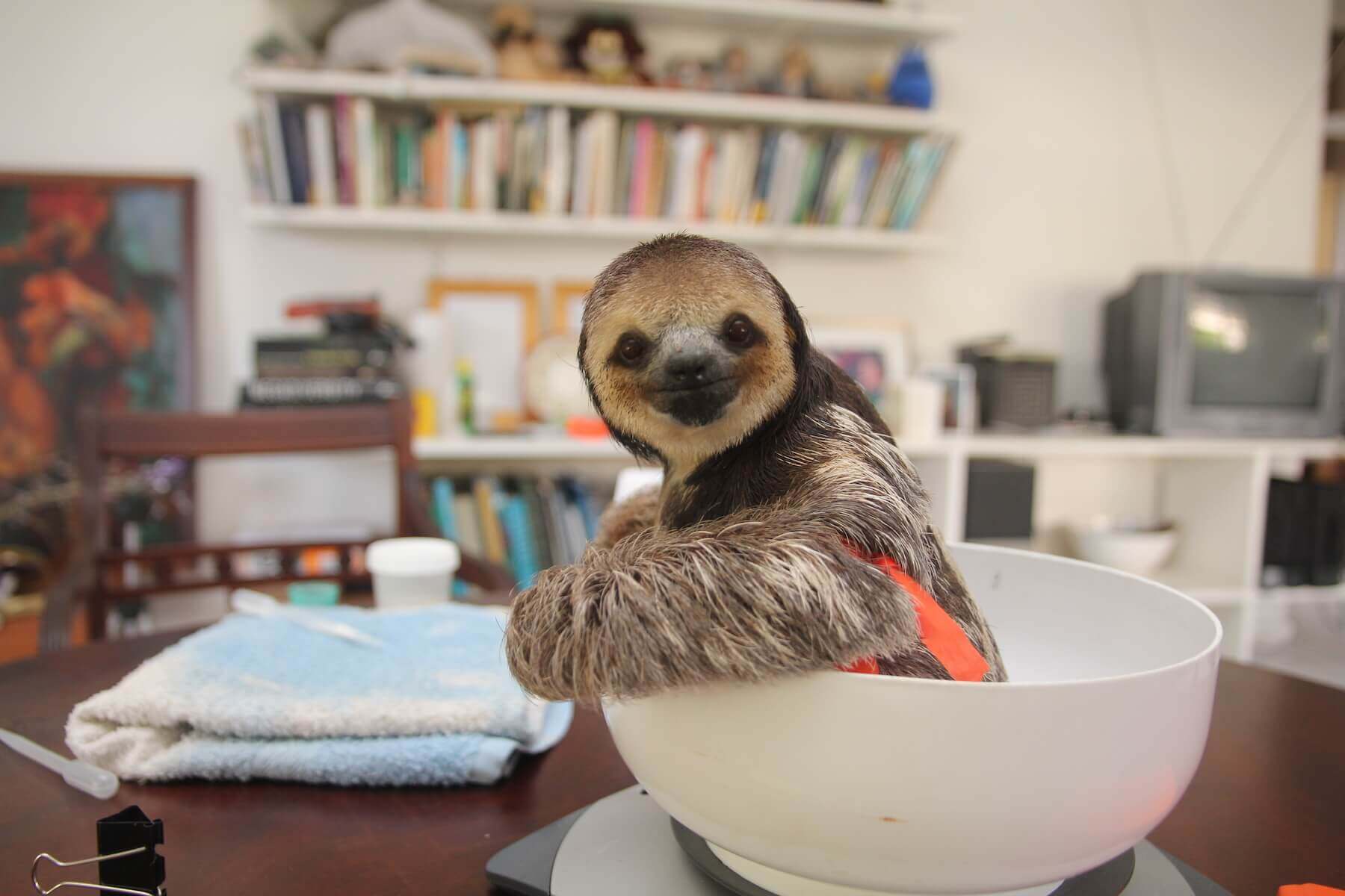 Become a Volunteer - Green Heritage Fund Suriname